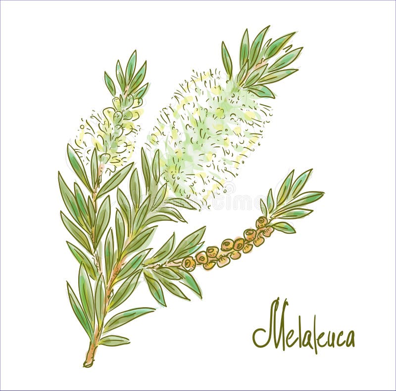 Melaleuca or Paperbarks, Honey-myrtles or Tea-trees. Vector ...
