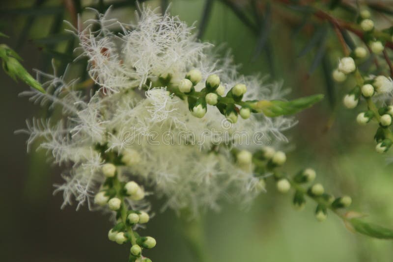 Melaleuca Tea Tree Twig. Isolated on White Background Stock Image ...