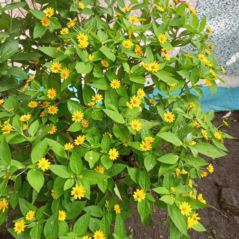 Melampodium Divaricatum Flower in the Garden Stock Image - Image of ...