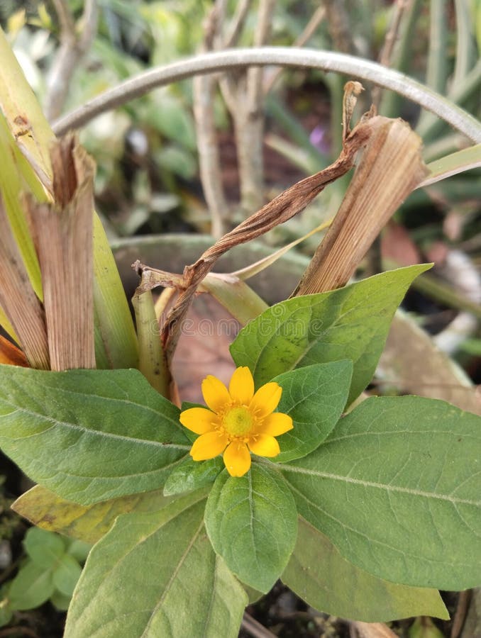 Melampodium Gold stock image. Image of yellow, melampodium - 266087915