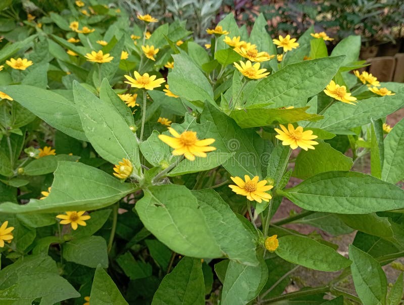 Melampodium in indonesia stock photo. Image of melampodium - 241364750