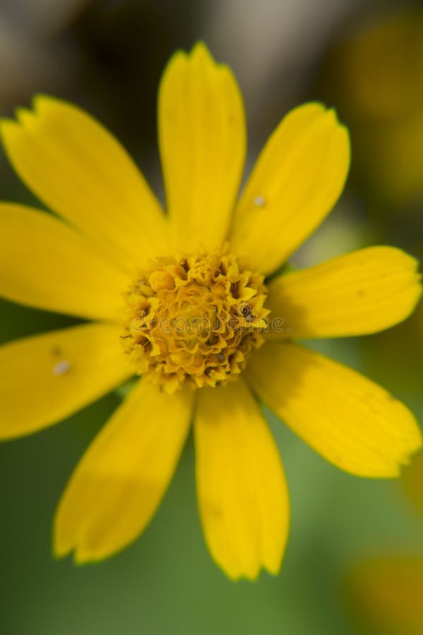 Melampodium Yellow Ornamental Plants that are in Bloom Stock Image ...