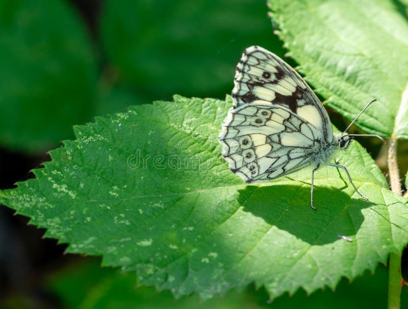 Melanargia Galathea Butterfly on Leaf Stock Photo - Image of insects ...
