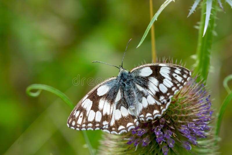 Melanargia Galathea,Checkerboard Butterfly on a Flower Stock Image ...
