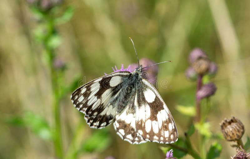 Melanargia Galathea, Checkerboard Noble Butterfly Stock Photo - Image ...