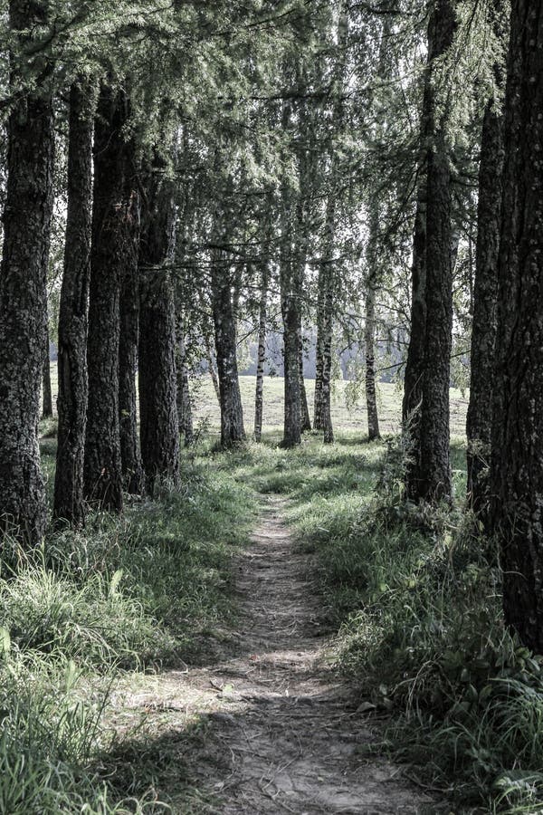 Melancholy Path among Trees Stock Image - Image of look, path: 190332813