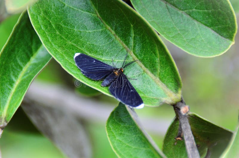 A Melanchroia Chephise Standing on the Leaf Stock Image - Image of ...