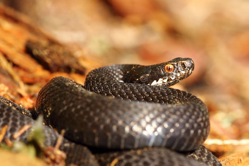 Melanistic Female Common Adder Stock Image - Image of color, poisonous ...