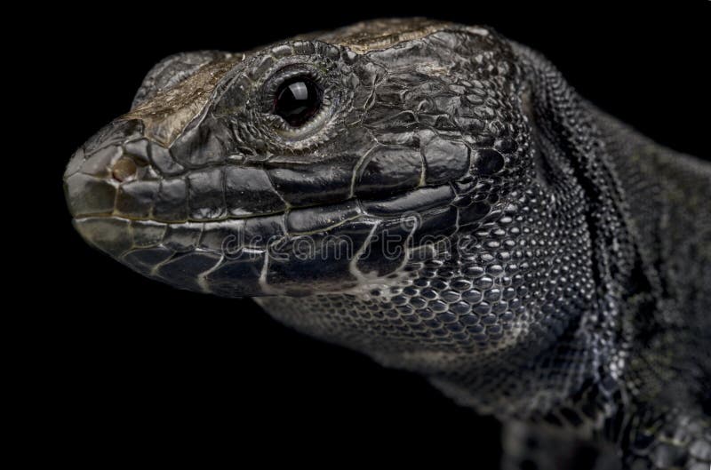 Melanistic Ocellated Lizard (Timon Lepidus) Stock Photo - Image of ...
