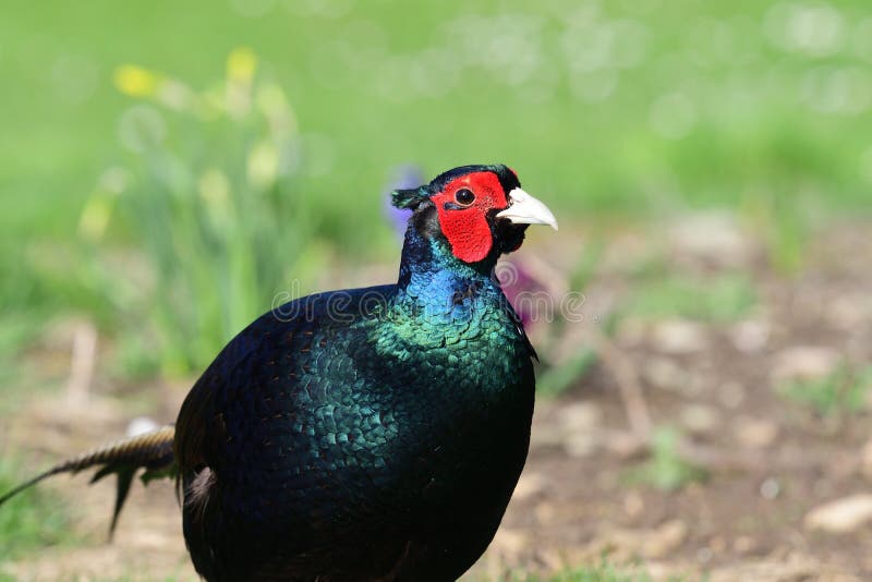 Melanistic pheasant stock image. Image of beauty, game - 197350417