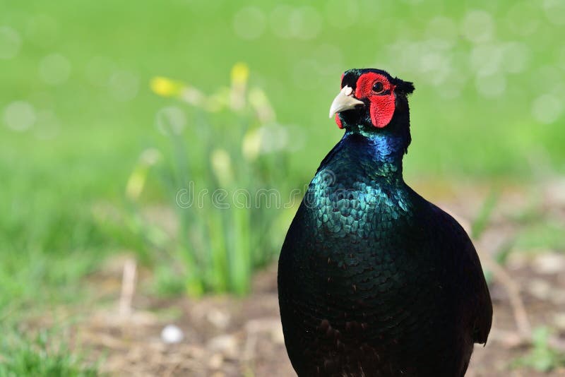 Melanistic pheasant stock photo. Image of black, fauna - 197350408