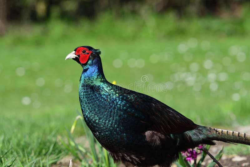 Melanistic pheasant stock image. Image of lawn, blue - 197350317