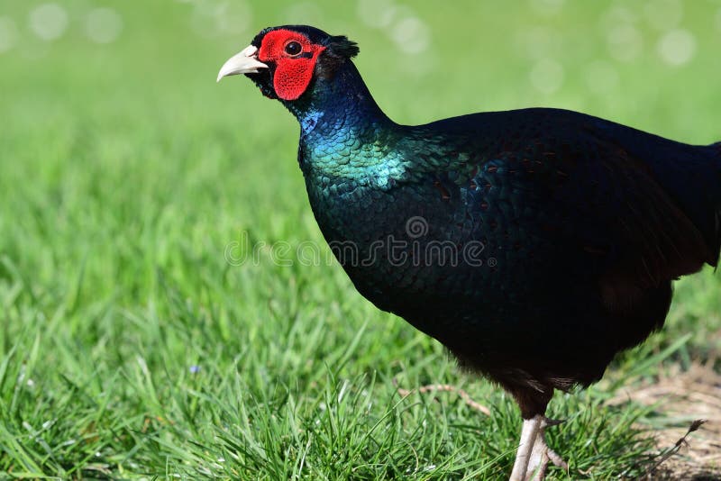 Melanistic pheasant stock photo. Image of garden, selective - 197350454