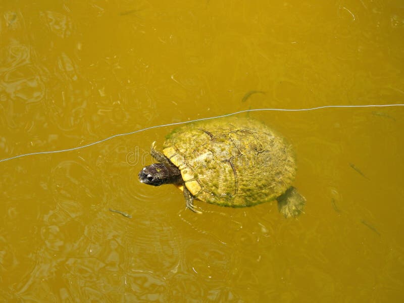 Melanistic Red-eared Slider Turtle (Trachemys Scripta Elegans) Stock ...