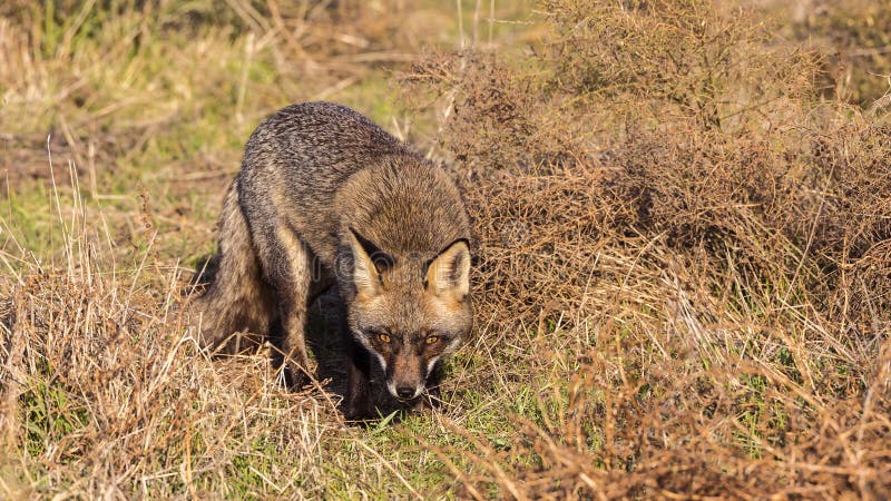Melanistic Red Fox stock photo. Image of grass, wildlife - 82721232