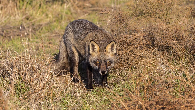 Melanistic Red Fox stock photo. Image of food, wild, vulpes - 82718974