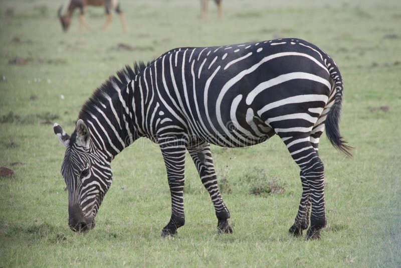 Melanistic Zebra Stock Photos - Free & Royalty-Free Stock Photos from ...