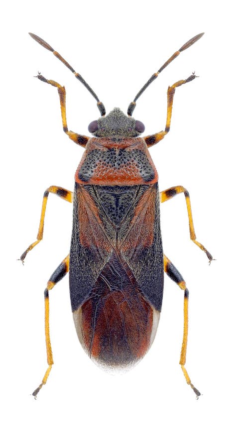 Melanocephalus De Arocatus Del Insecto Foto de archivo - Imagen de ...