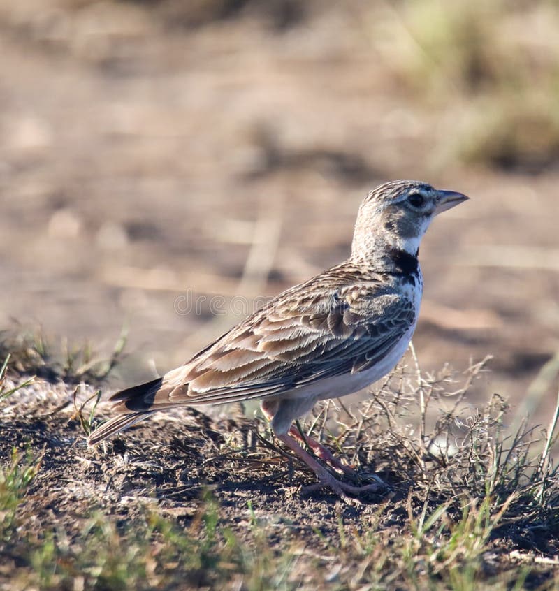 The Calandra Lark, the Ordinary or the Calandra Lark, or Gourbi, or ...