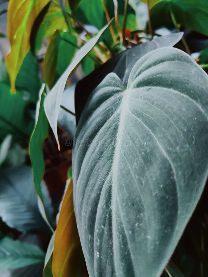 Melanocrysum Gardens Flowers Green Estetik Stock Image - Image of ...