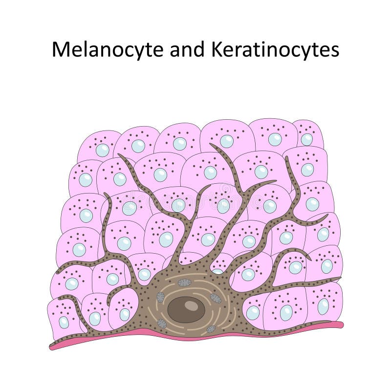 Melanocyte and Keratinocytes. Stock Vector - Illustration of anatomy ...