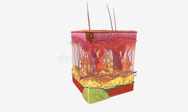 Cutaneous Nerve Stock Illustrations – 139 Cutaneous Nerve Stock ...