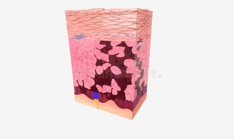 Cutaneous Nerve Stock Illustrations – 139 Cutaneous Nerve Stock ...