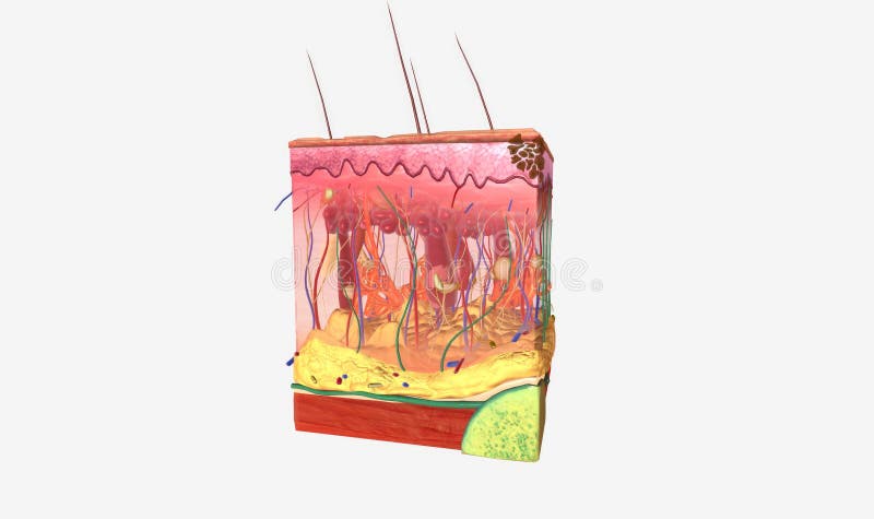 Cutaneous Nerve Stock Illustrations – 139 Cutaneous Nerve Stock ...