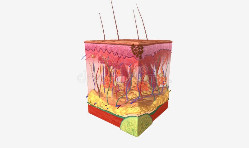 Cutaneous Nerve Stock Illustrations – 139 Cutaneous Nerve Stock ...