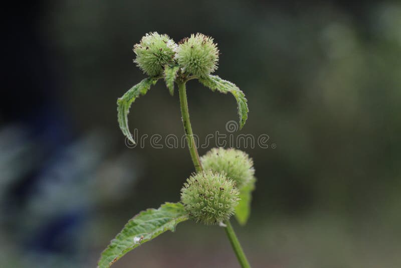 Malenthera Stock Photos - Free & Royalty-Free Stock Photos from Dreamstime
