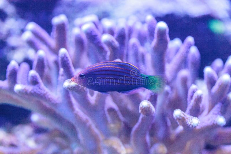 Melanurus Pinstriped Di Halichoeres Del Pesce Del Labro Comune Immagine ...