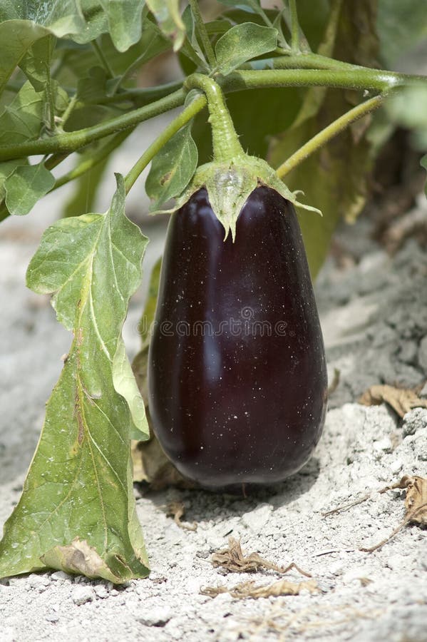 Melanzana immagine stock. Immagine di vitamina, verdura - 11225007