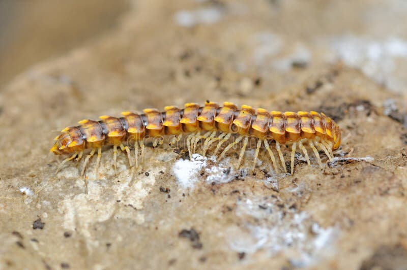 Melaphe Cypria, a Millipede in Family Xystodesmidae Stock Image - Image ...