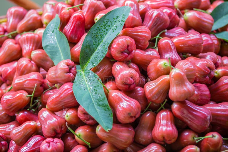 Melarosa fotografia stock. Immagine di frutta, delizioso - 40627910