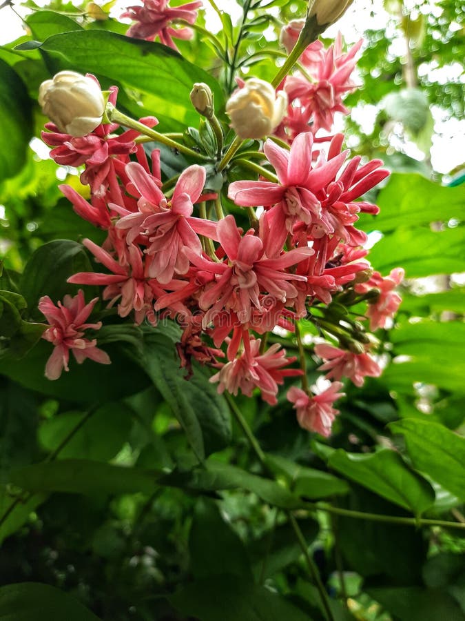 Melati Belanda Flowers at Street Stock Image - Image of melati, pink ...