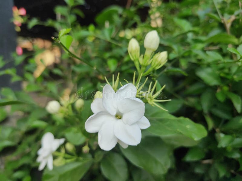 538 Melati Stock Photos - Free & Royalty-Free Stock Photos from Dreamstime