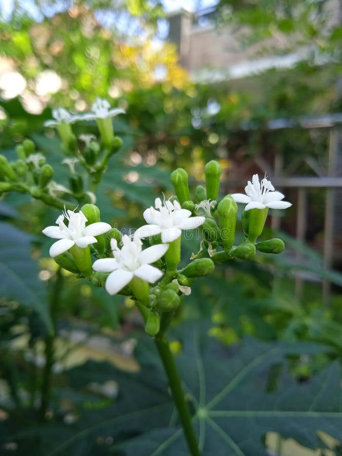 Melati Flower in Garden stock photo. Image of good, beutyful - 251082956