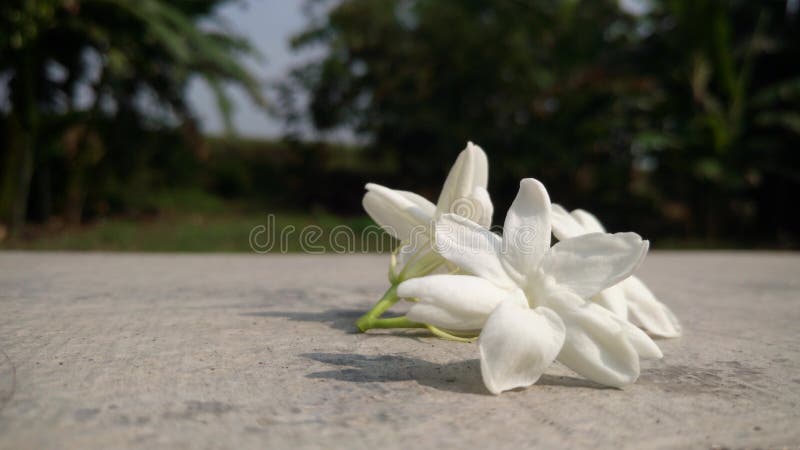Melati flower stock image. Image of melati, micro, flower - 103450605
