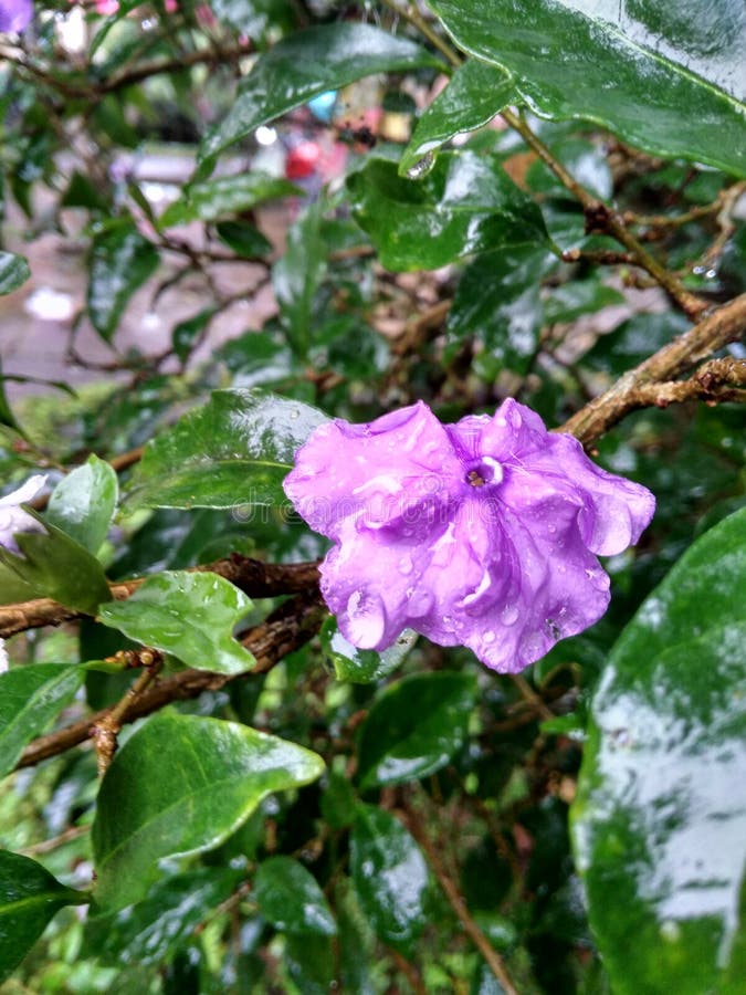 Melati from indonesia stock photo. Image of tropical - 89485538