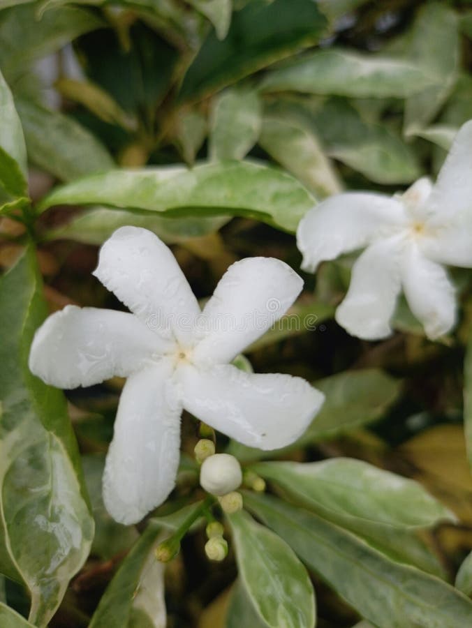 Melati Jakarta Jasmine Flower Stock Image - Image of melati, jakarta ...