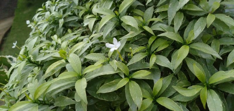 Melati Micro Flower Very Beautiful in My Garden Stock Photo - Image of ...
