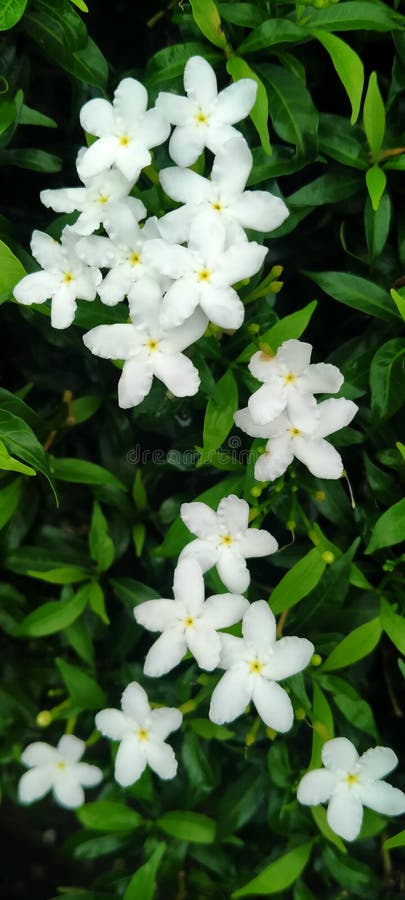 Melati Mini stock image. Image of leaf, flower, orchid - 262506729