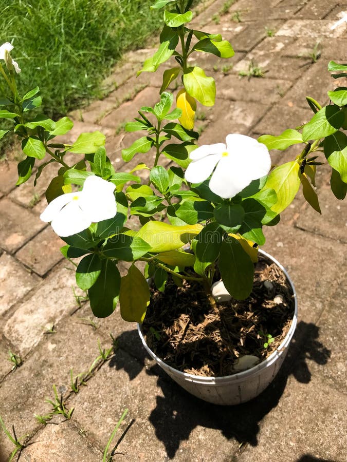 Melati Putih in Indonesia or Jasminum Sambac, Selective Focus Stock ...