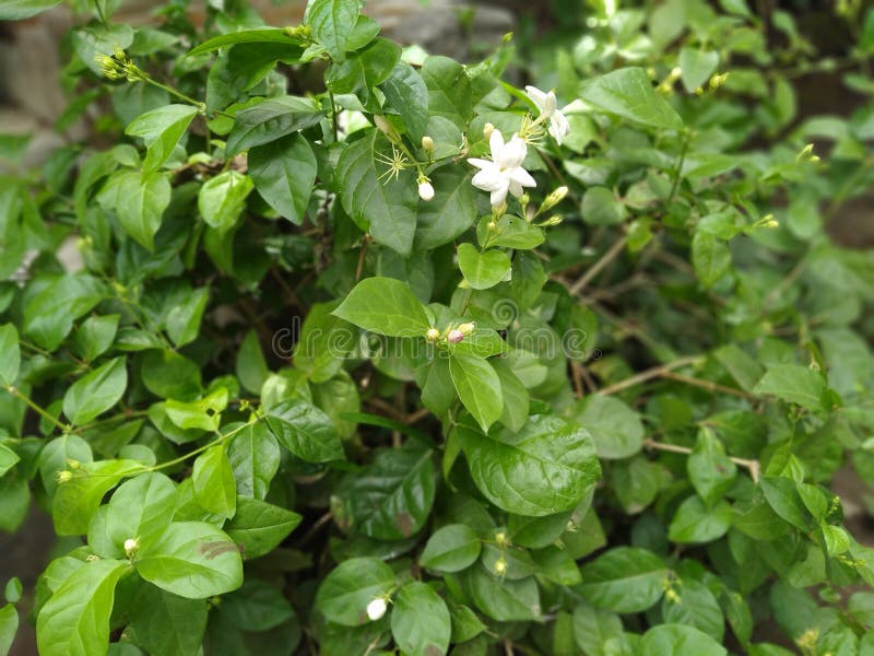 Melati Putih // White Jasmine Stock Photo - Image of white, bunga ...
