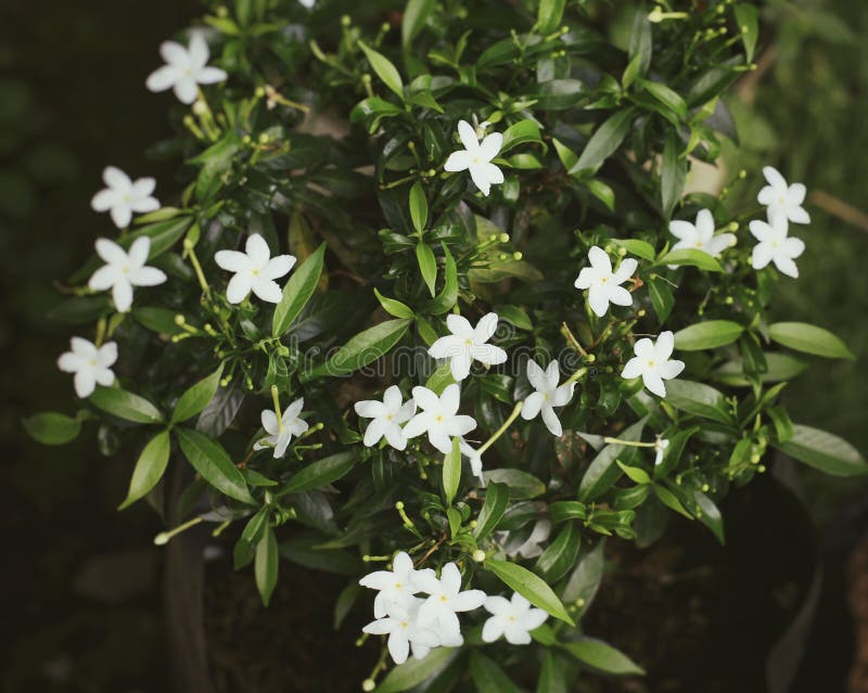 De bloem van Melati stock foto. Image of indonesisch - 66555828