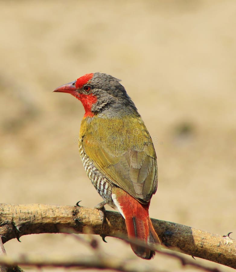 Melba Finch - Red Face stock photo. Image of glorious - 26581026