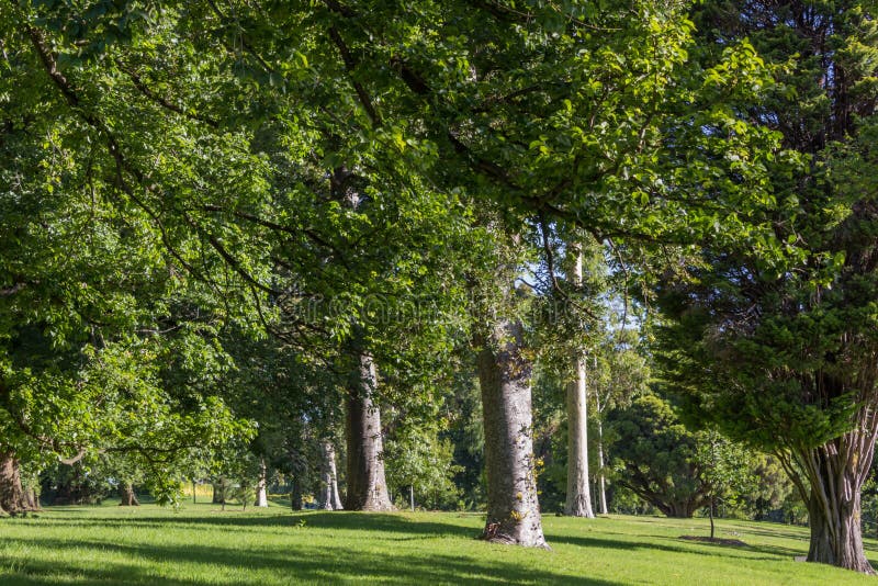 MELBOURNE, AUSTRALIA - Street with Big Trees in Melbourne Stock Photo ...