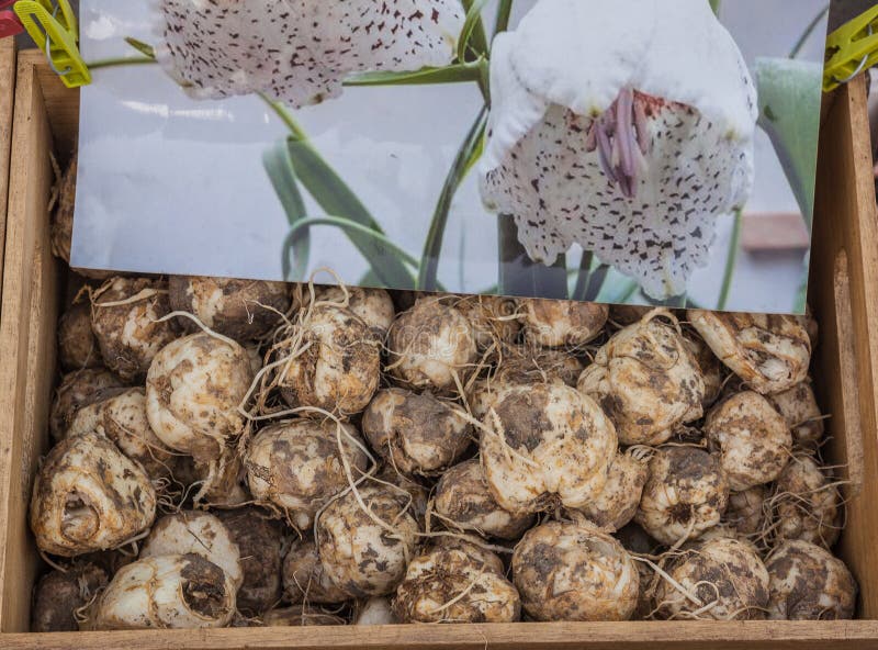 Meleagris De Fritillus De Los Bulbos De La Venta Y Bulbos Del ...