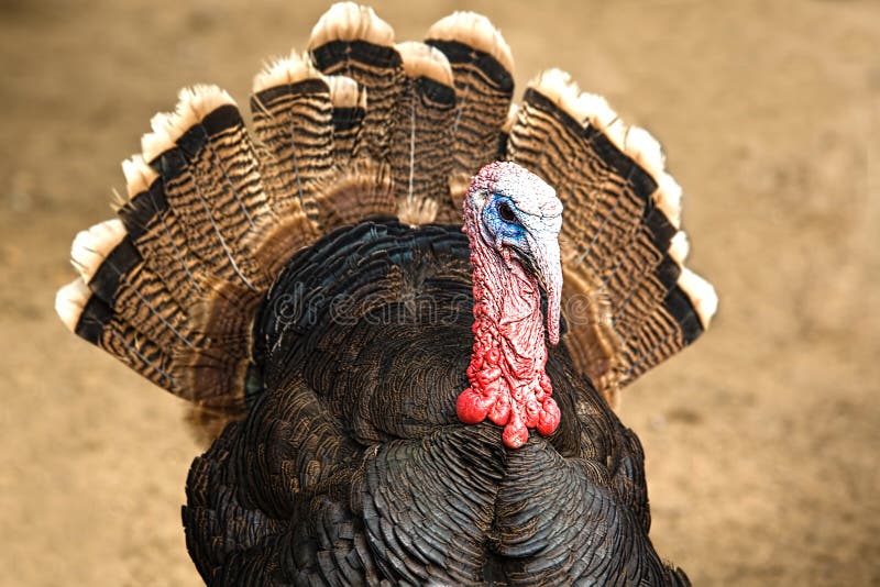 Meleagris Gallopavo Domesticus Stock Image - Image of cola, species ...