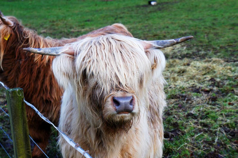 Melenudo Arrulla En Una Pluma Imagen de archivo - Imagen de ganados ...